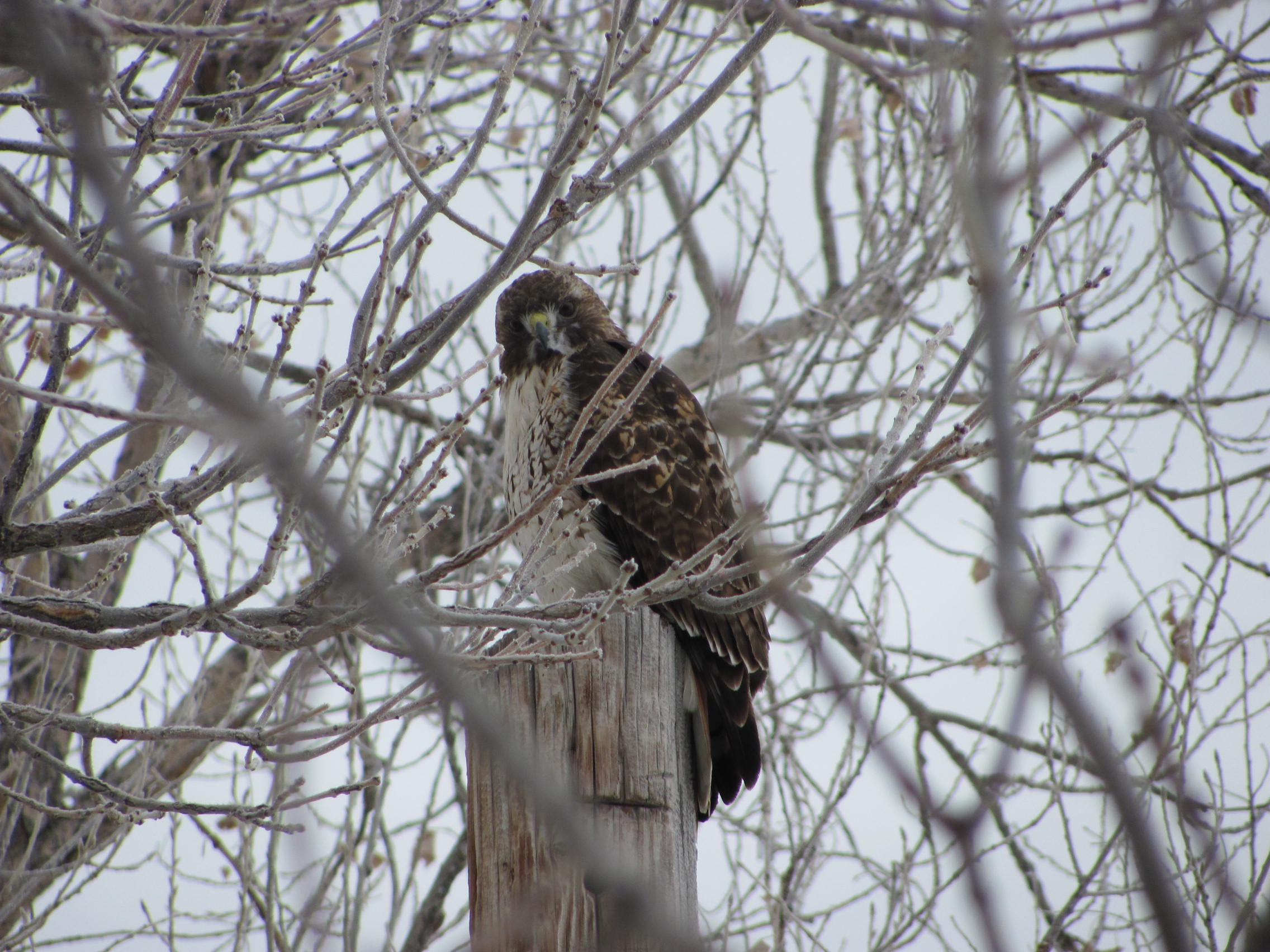 Hungry Hawk – Hungry Hawk Homestead